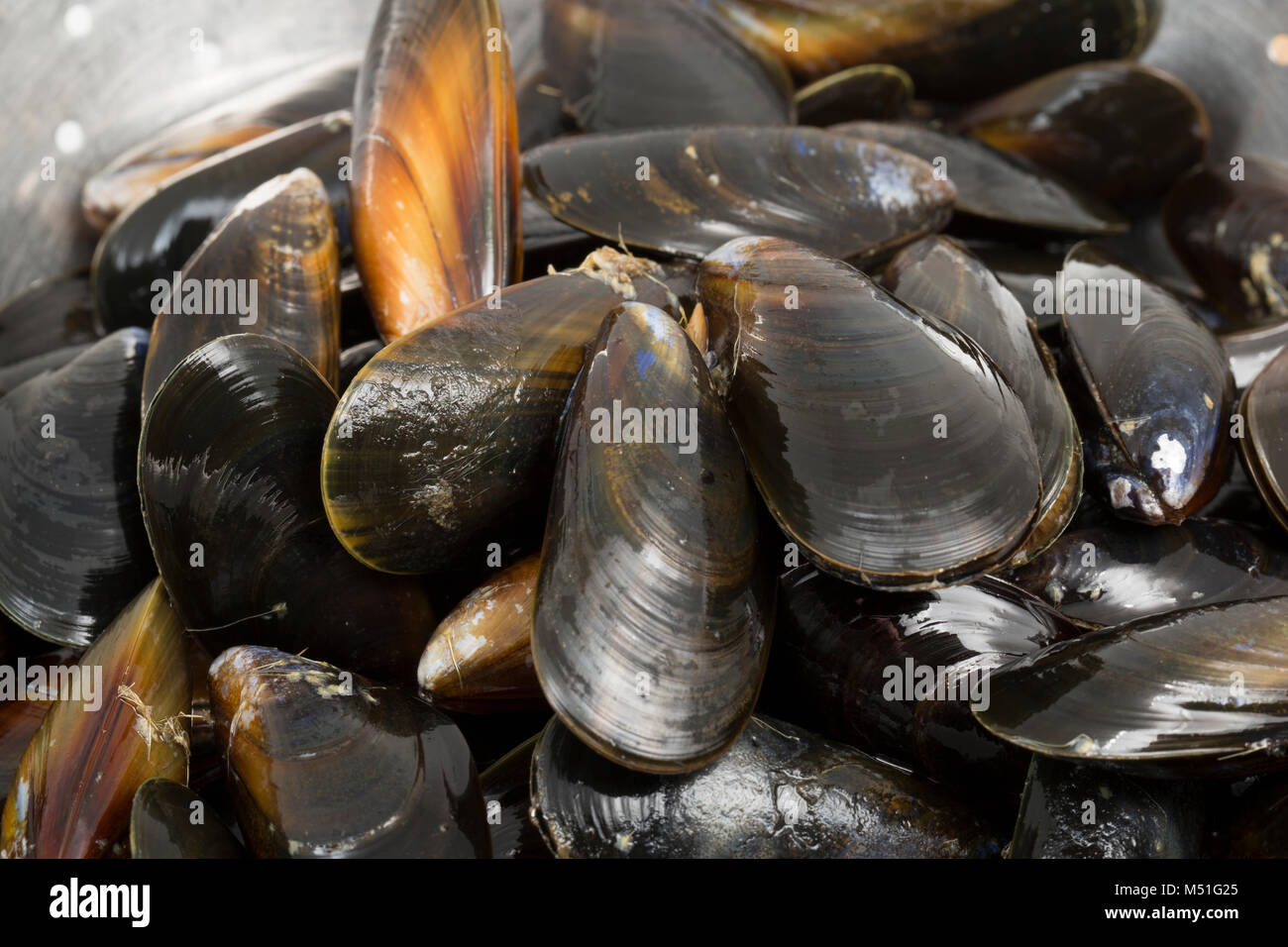 Are supermarket mussels alive?