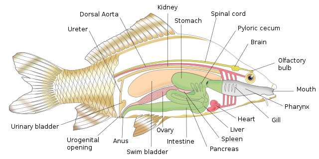 Are the bones of fish Hollow?