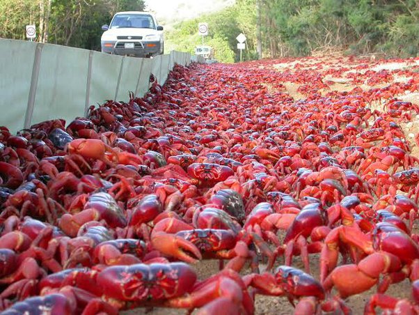 Are the Christmas Island crabs edible?