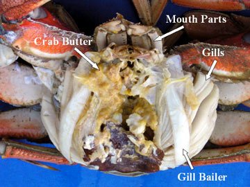 Are the gills of a crab poisonous?