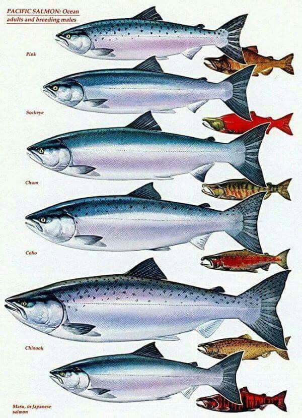 Are the salmon running in Puget Sound?