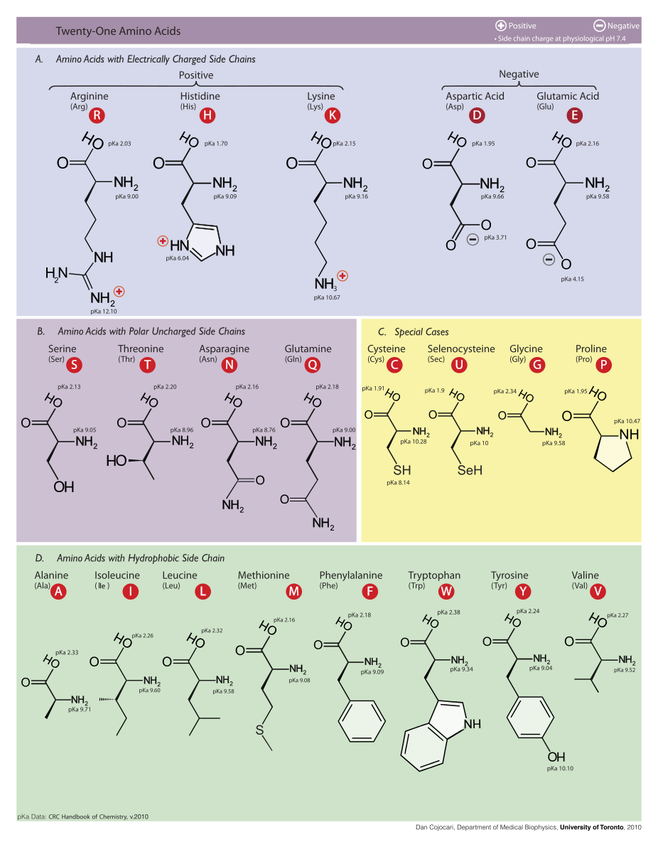 Are there 21 different amino acids?