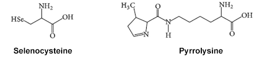 Are there 21 or 22 amino acids?