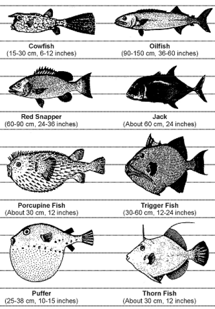 Are there any fish that are poisonous to eat?
