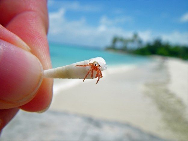 Are there any hermit crabs that stay small?