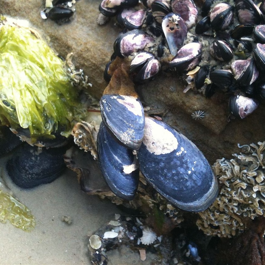 Are there any paralytic shellfish in Australia?