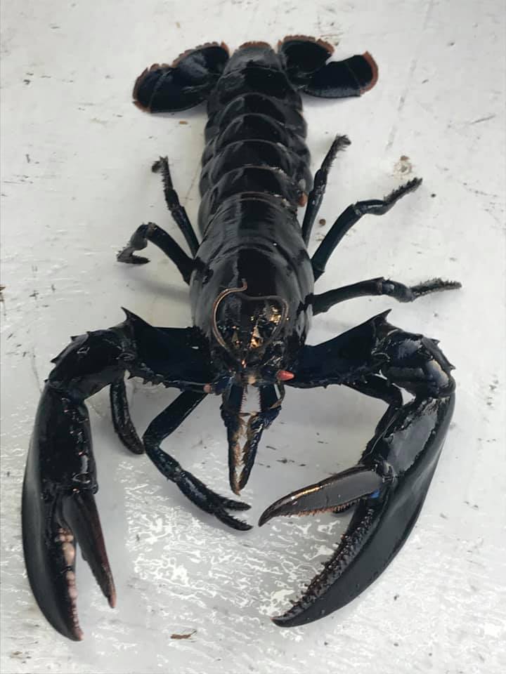 Are there black lobsters?