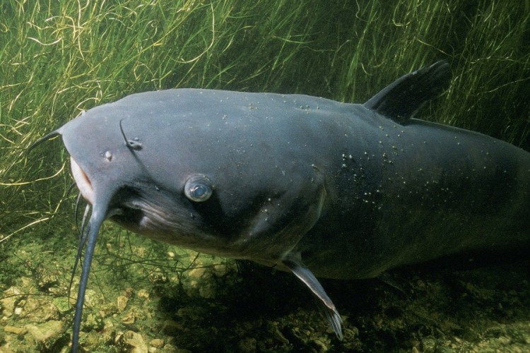 Are there blue catfish in Washington state?