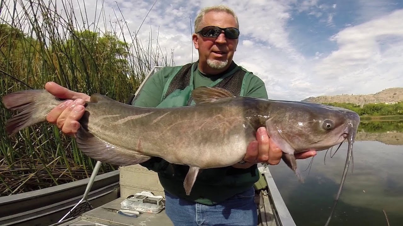 Are there catfish in the Pacific Northwest?