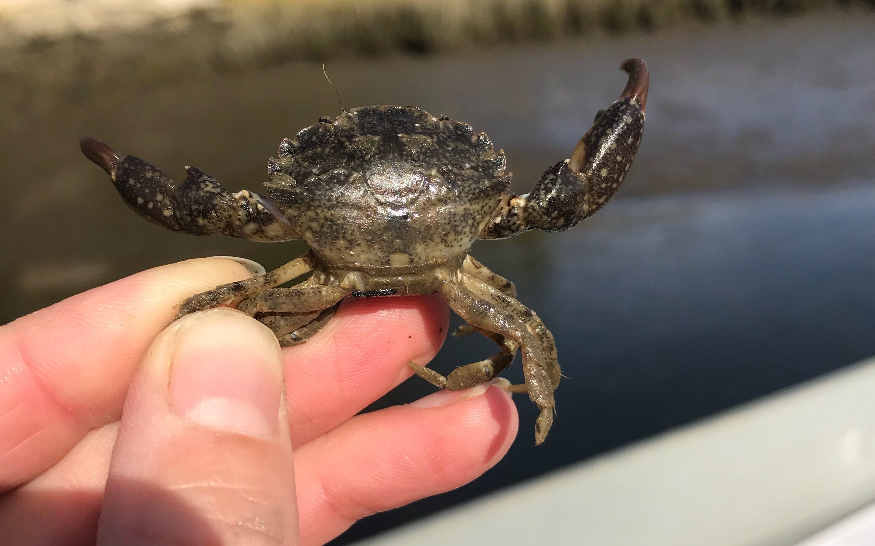 Are there crabs in New England waters?