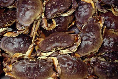 Are there Dungeness crab in Alaska?