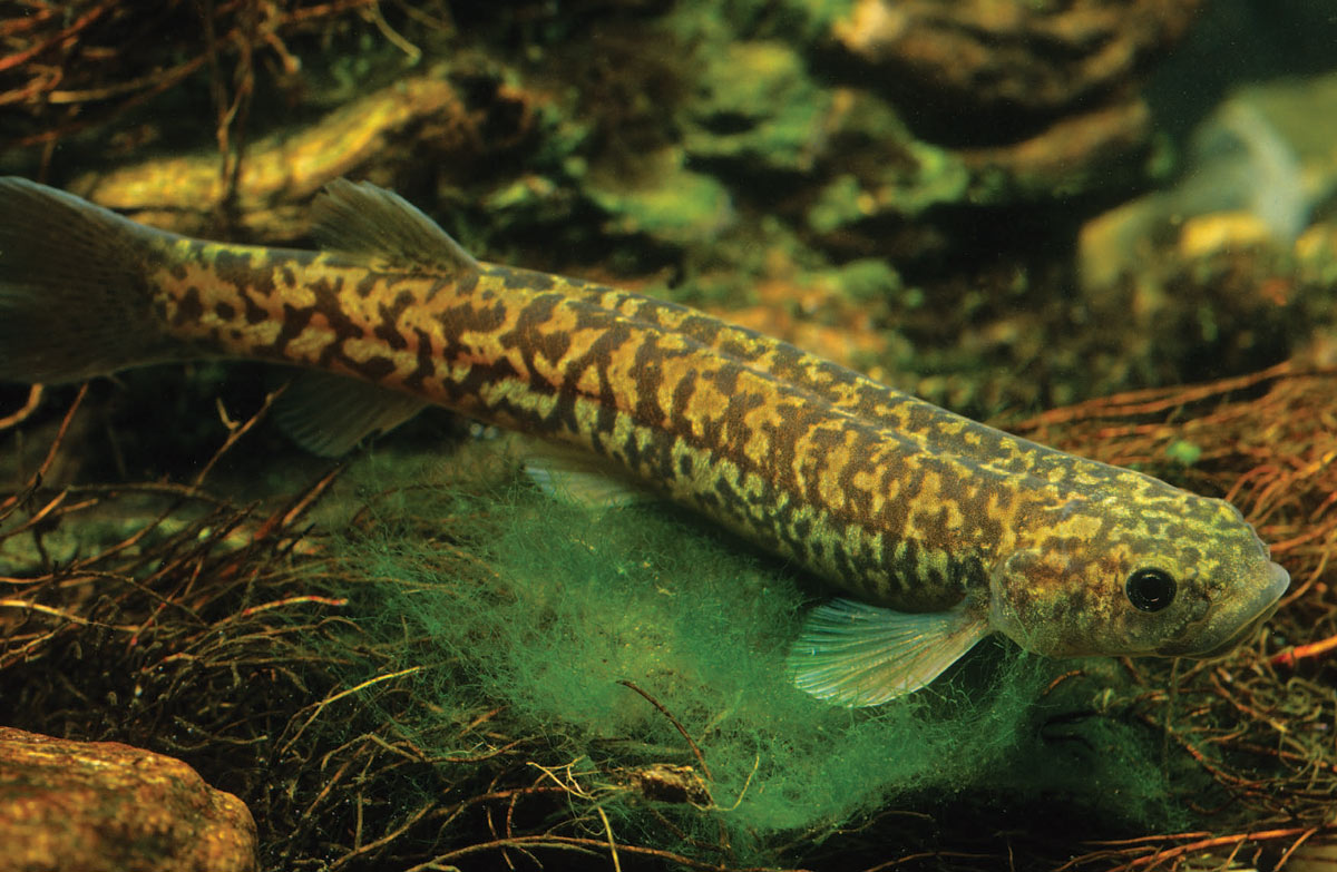 Are there flathead in New Zealand?