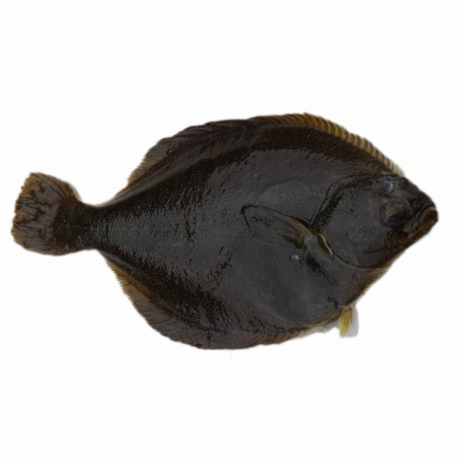 Are there Flounder in Alaska?