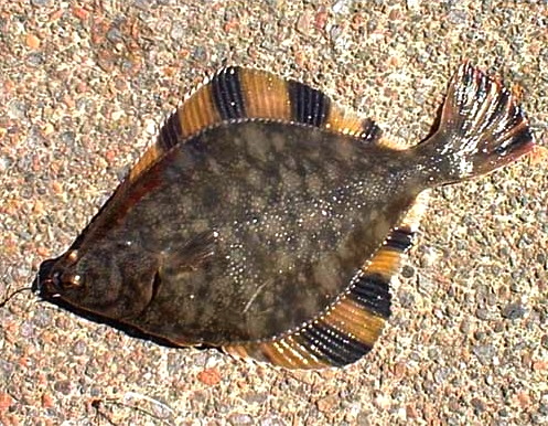 Are there flounder in California?