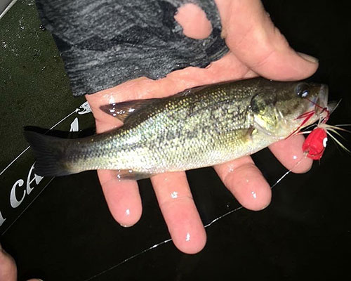 Are there freshwater bass in Alaska?