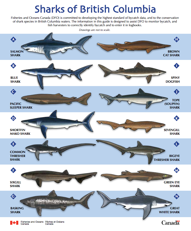 Are there freshwater sharks in Washington state?