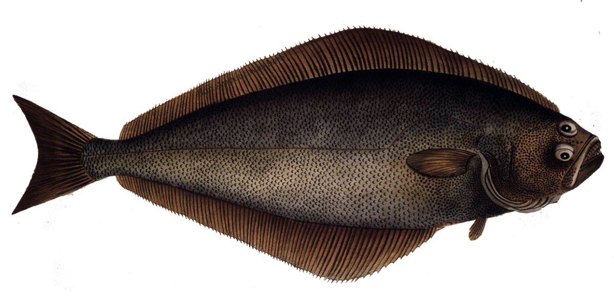 Are there halibut in the Atlantic ocean?