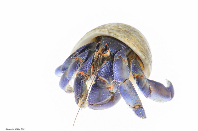 Are there hermit crabs in Japan?