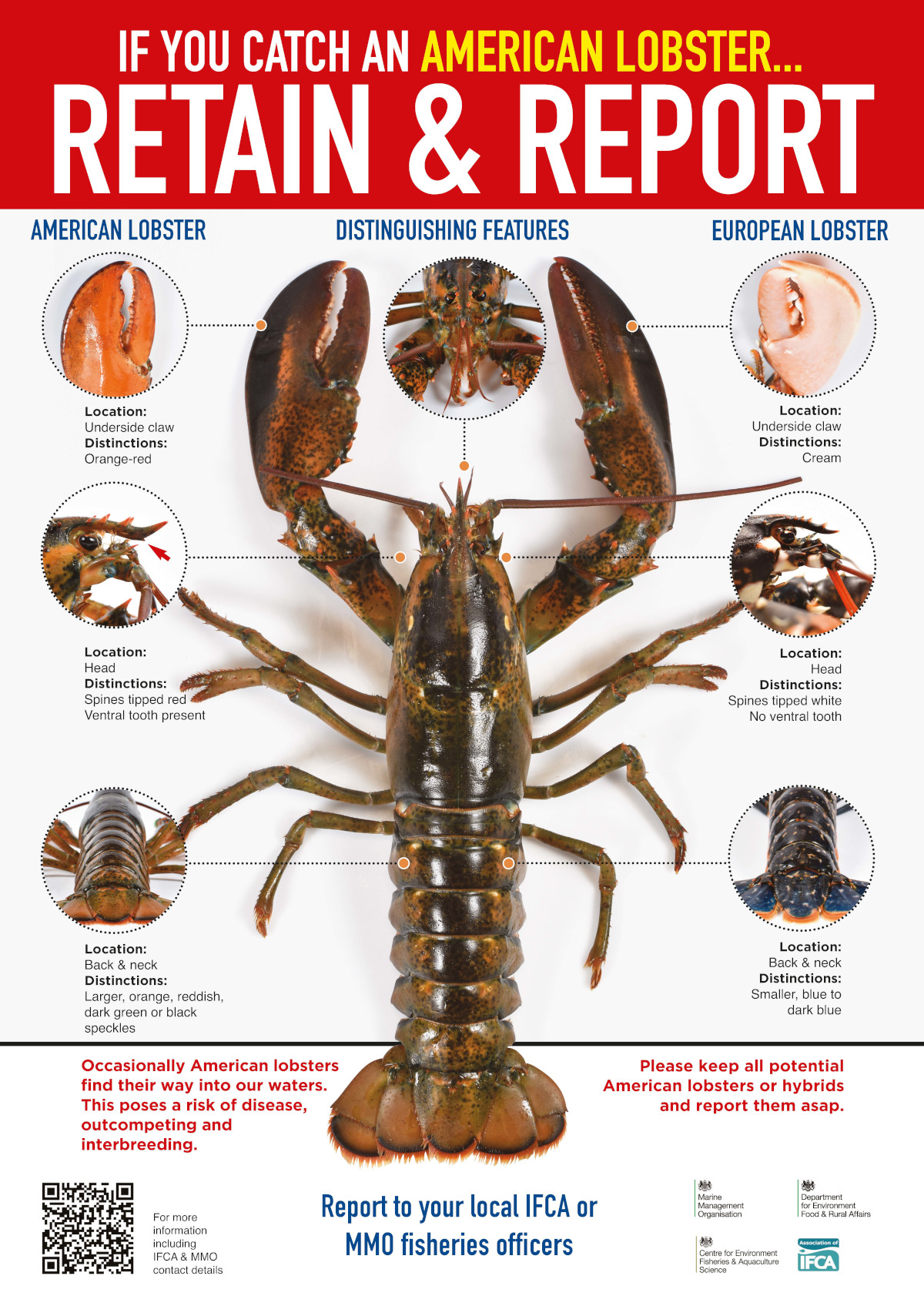 Are there lobsters in English waters?