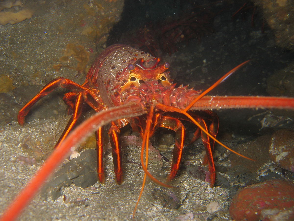 Are there lobsters in Northern California?