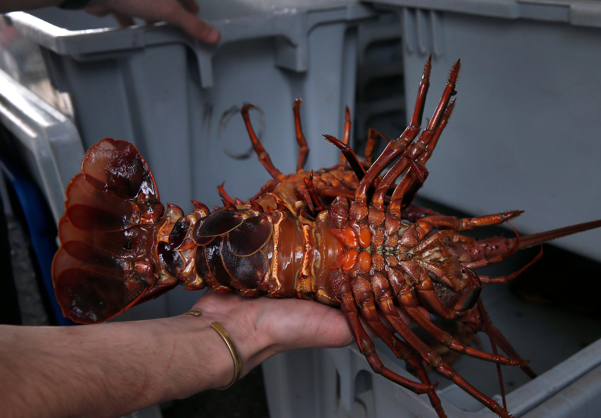 Are there lobsters in San Francisco Bay?