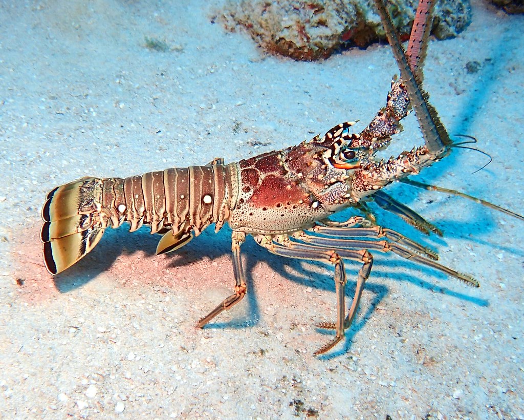 Are there lobsters in the Caribbean?