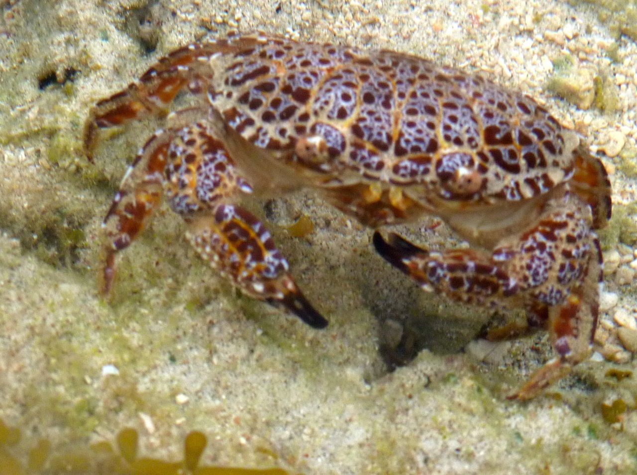 Are there poisonous crabs in the Philippines?