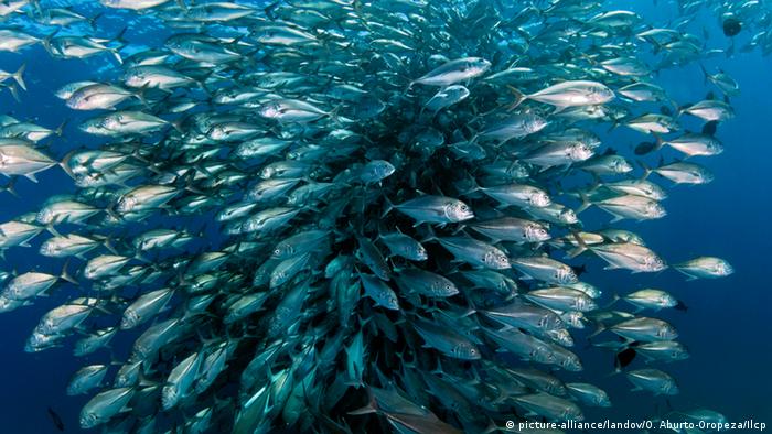 Are there really many fish in the sea?