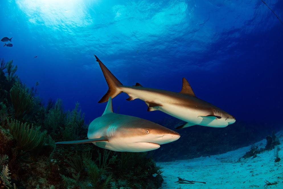 Are there sharks in Cayman Islands?