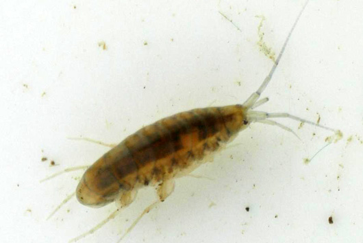 Are there shrimp in UK rivers?