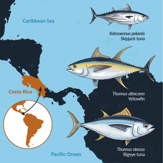 Are there tuna in the Caribbean?