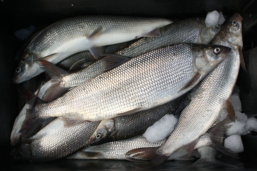 Are there whitefish in Lake Michigan?