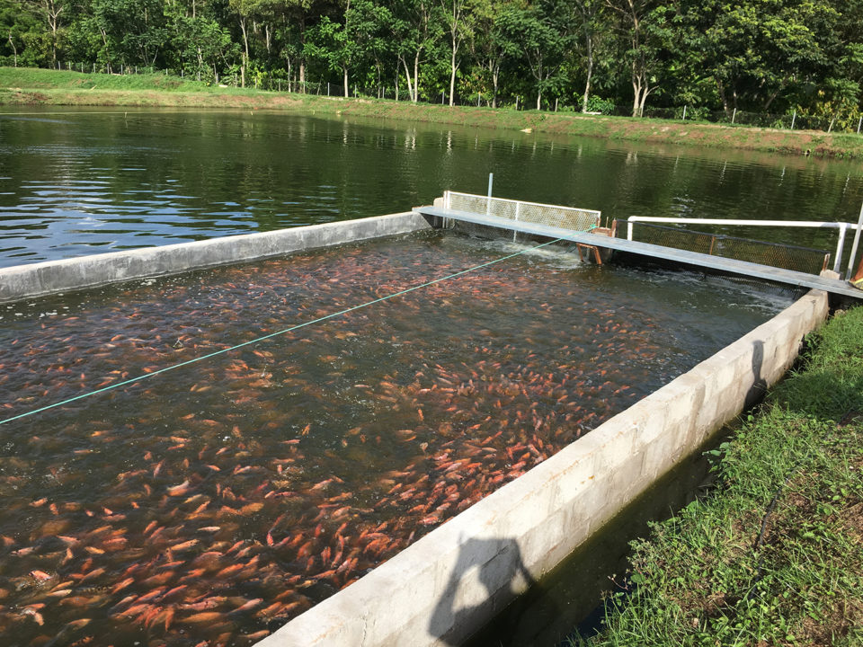 Are tilapia good for a pond?