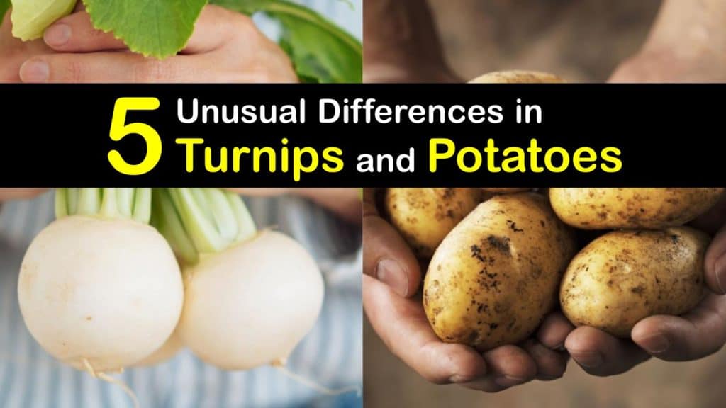 Are turnips similar to potatoes?