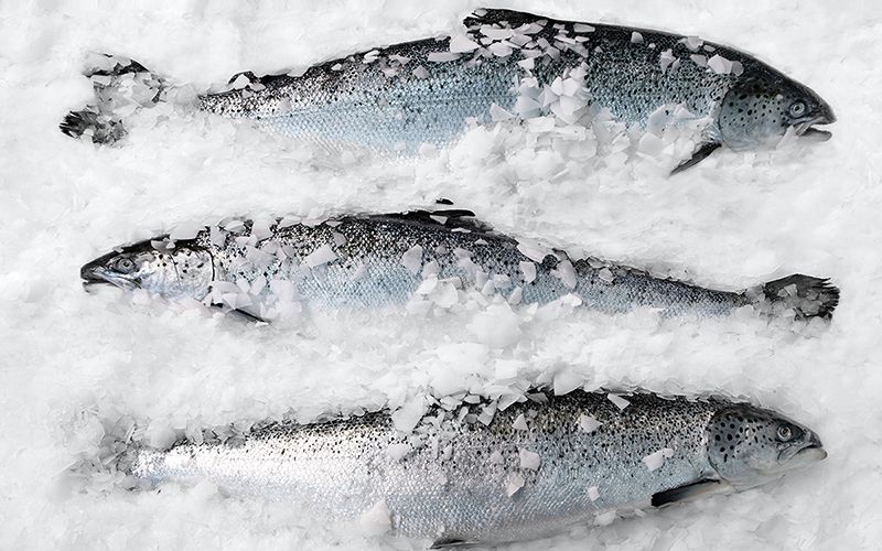 Are we running out of salmon?