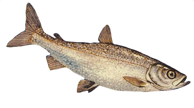 Are whitefish in the salmon family?