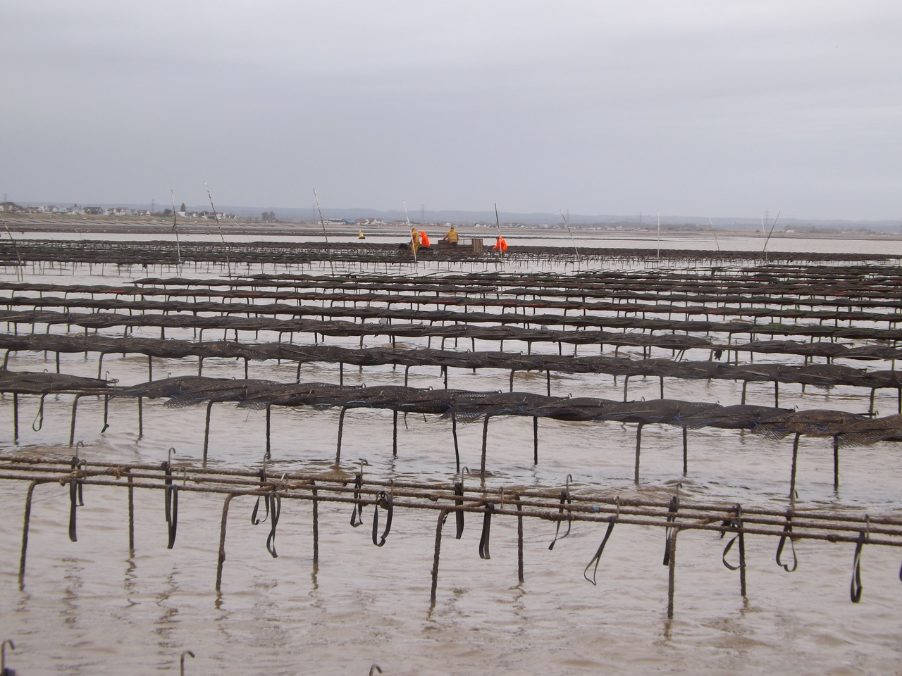 Are Whitstable oysters farmed?