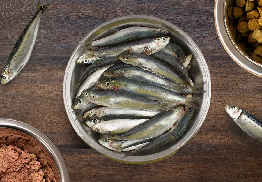 Are whole sardines safe for dogs?