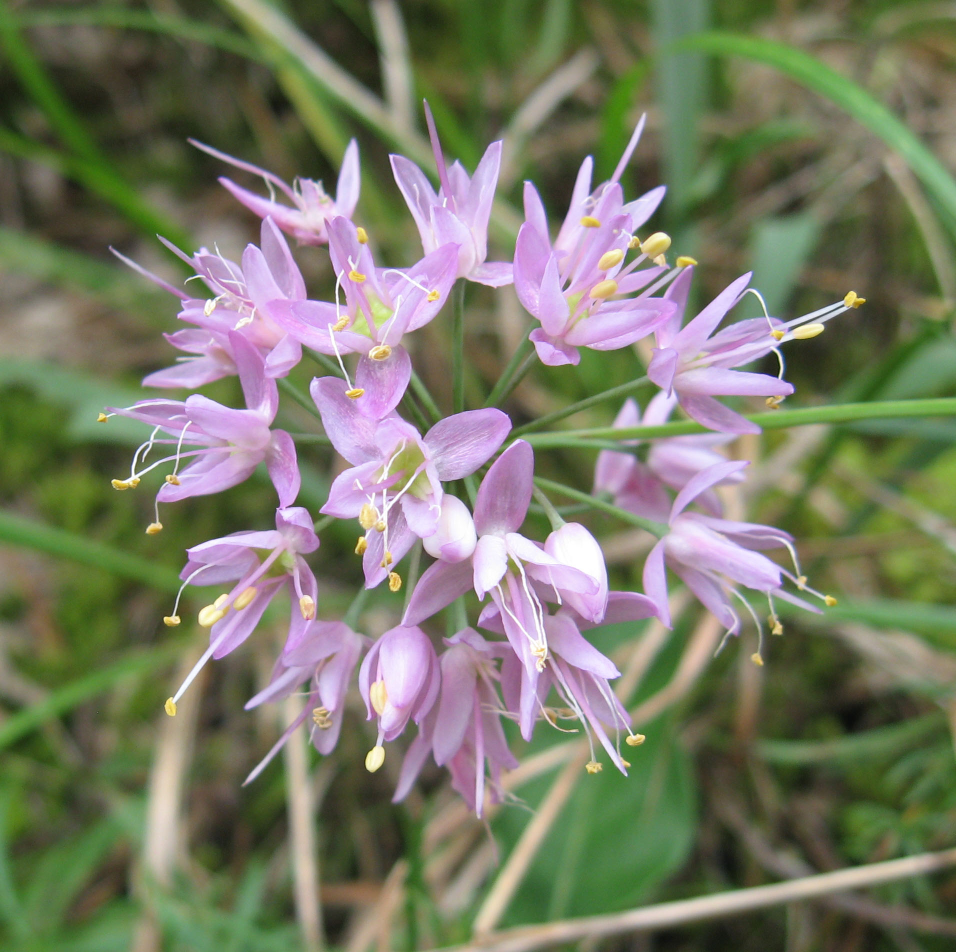 Are wild onions native?