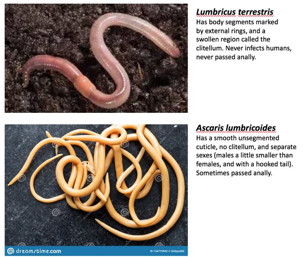 Are worms harmful to humans?