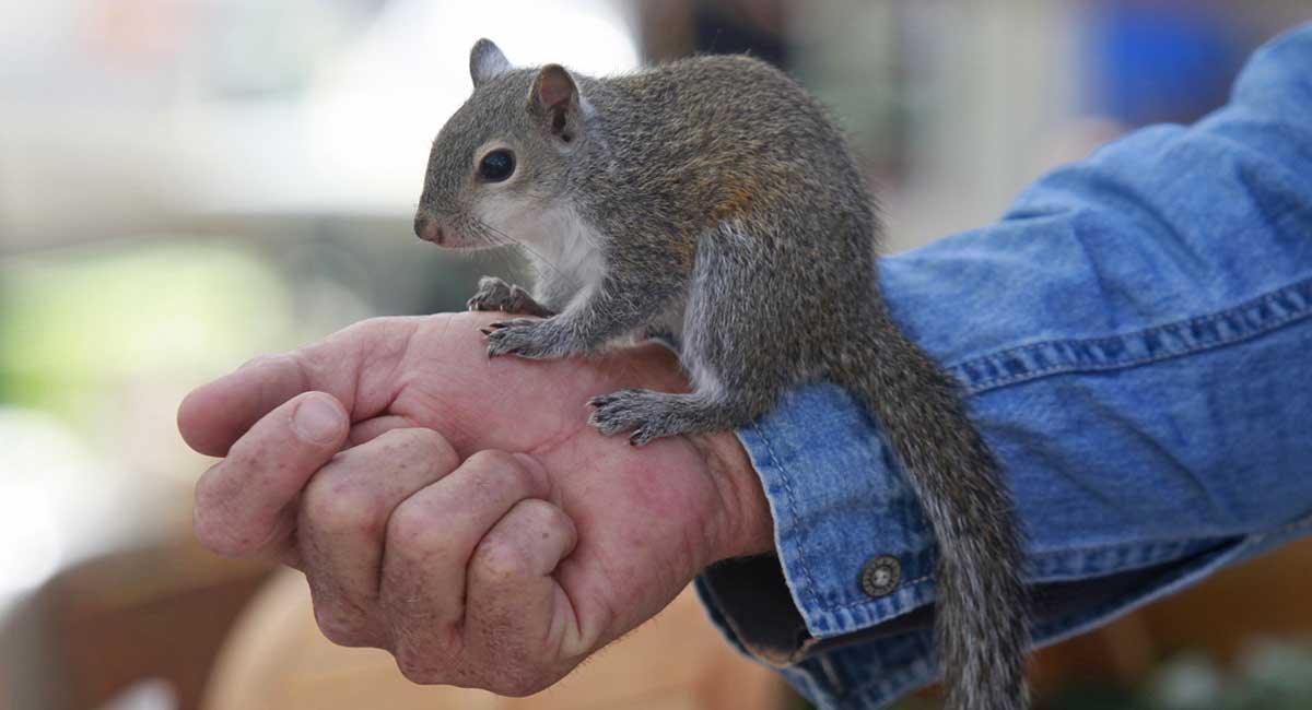 Are you allowed to have a pet squirrel?