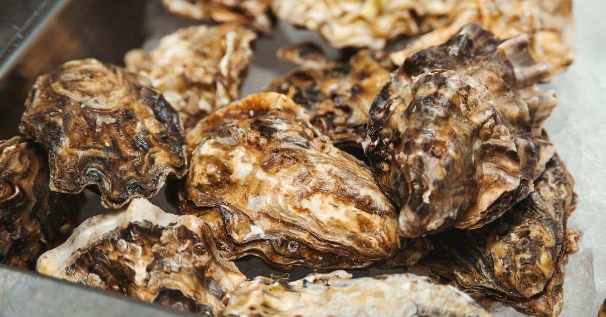 At what temperature do oysters freeze?