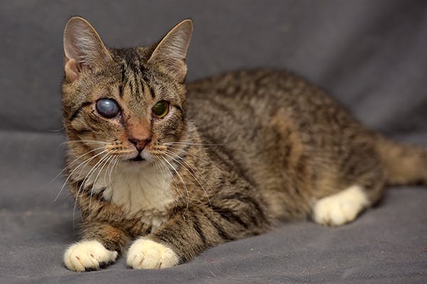 Can a cats cloudy eye heal on its own?