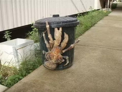 Can a coconut crab cut your finger off?