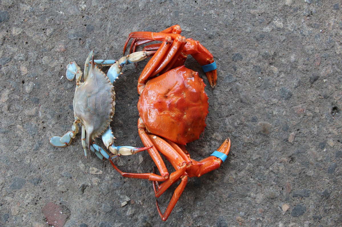 Can a crab be red?