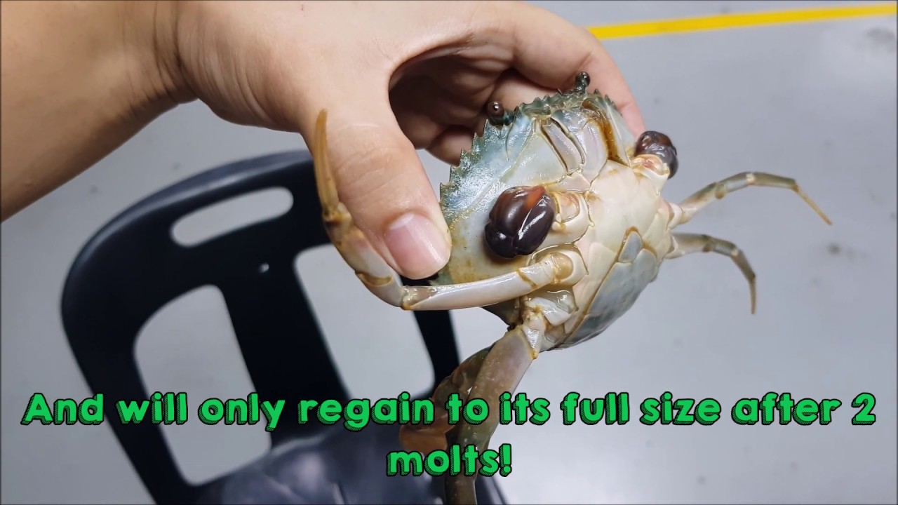 Can a crab regrow his claw?