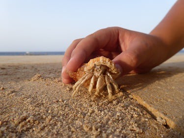 Can a crab trust you?