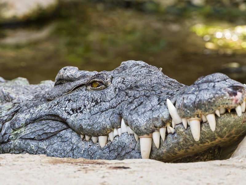 Can a crocodile live without food for 2 years?