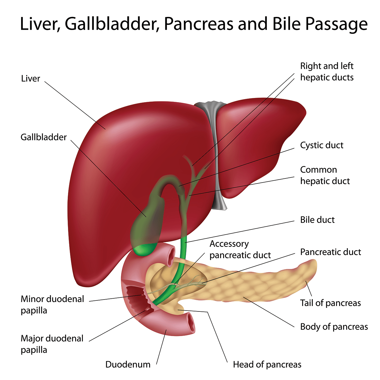 Can a damaged pancreas regenerate itself?