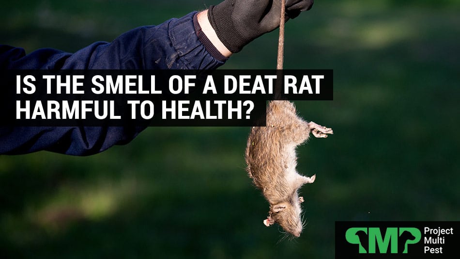 Can a dead animal smell make you sick?